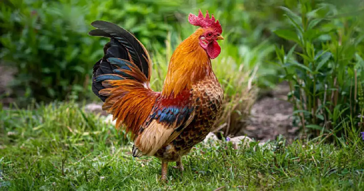 Rooster Auction,ഒരു വട്ടം, രണ്ടു വട്ടം, മൂന്ന് വട്ടം; കണ്ണൂരി ...