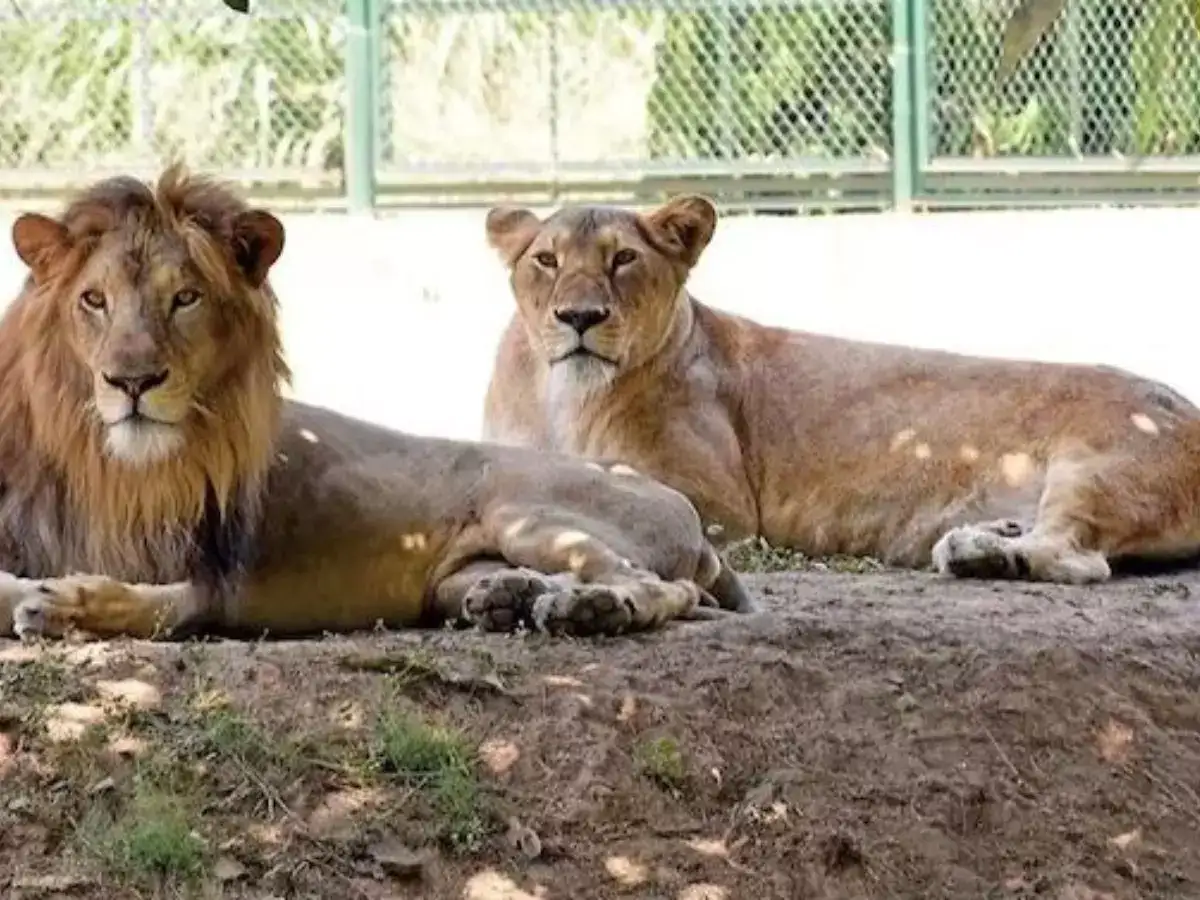 Siliguri Lions Akbar and Sita Case: எதுக்கு இந்த வேலை.. சீதா, அக்பர் ...