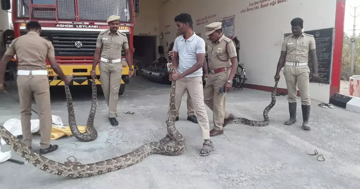 Python Snakes Capture In Burgur,ஒரே இடத்தில் சிக்கிய மூன்று ராட்சத ...