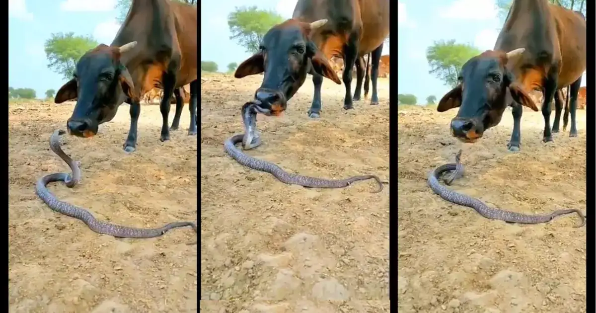 Snake Cow Friendship,ఆవుతో పాము దోస్తీ.. కింగ్ కోబ్రా పడగను నాలుకతో ...