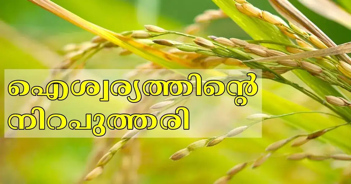 Niraputhari 2024 Date And Time,നിറപുത്തരി 2024: എന്താണ് ഈ മഹോത്സവം ...
