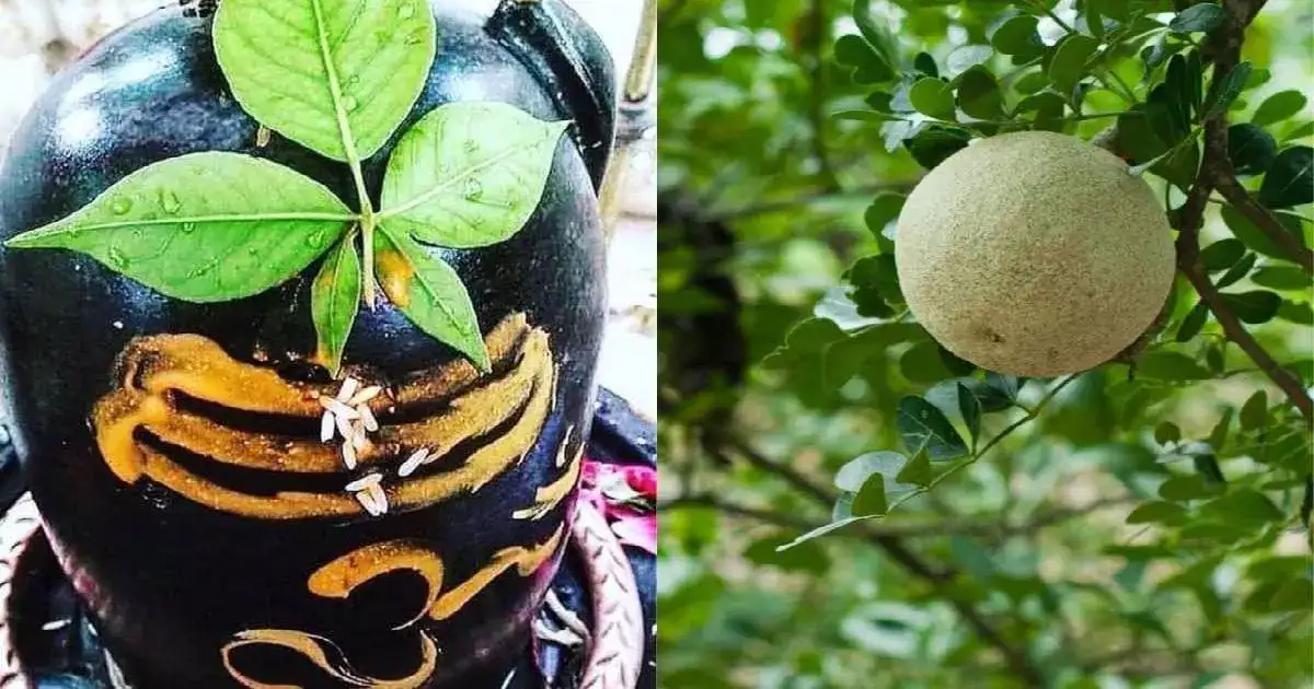 Benefits Of Vilvam,வில்வ இலை பற்றி பலரும் அறியாத 15 ரகசியங்கள் - vilvam ...