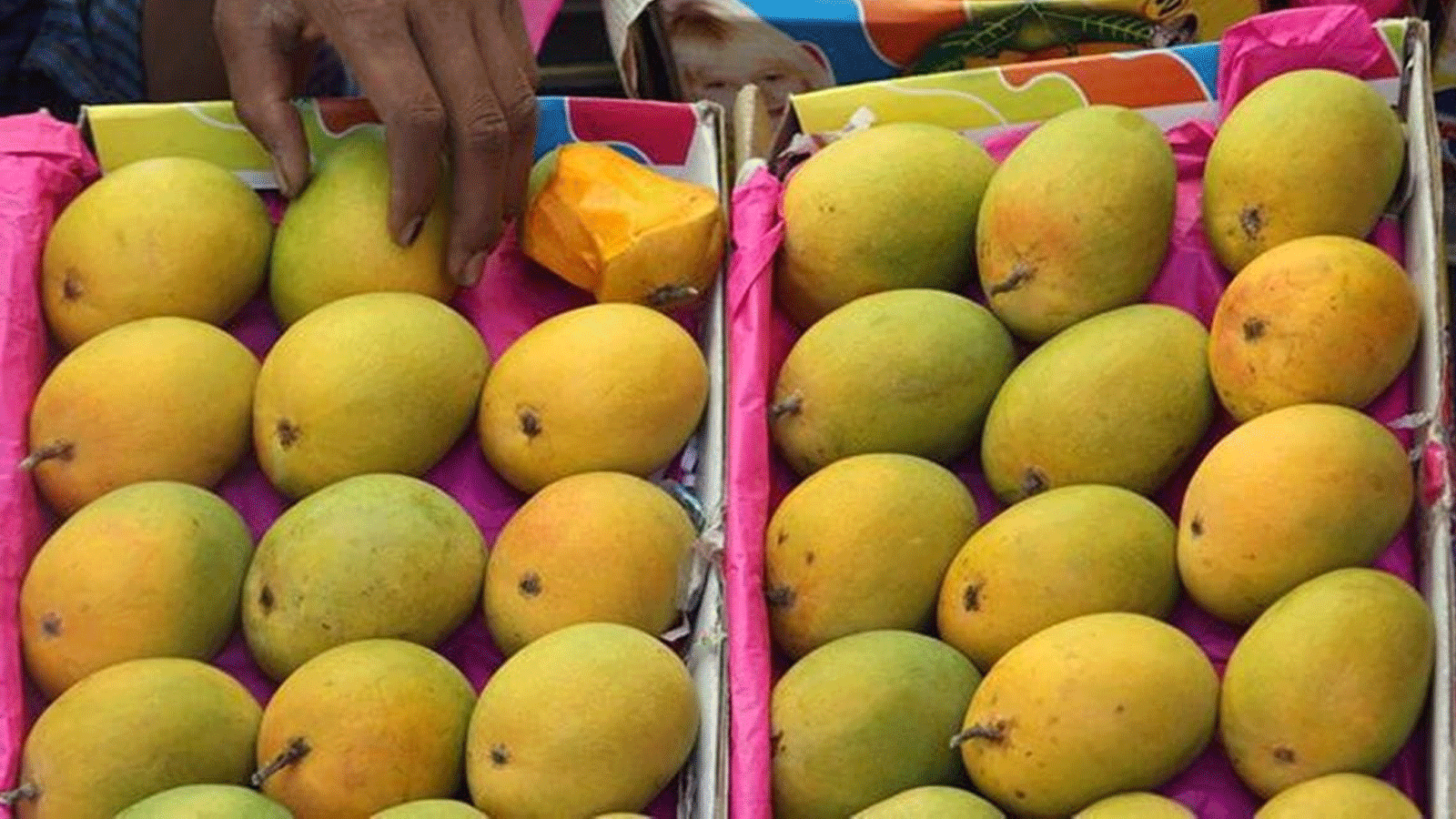 Hapus Aam Price,वाशी के APMC मार्केट में हापुस आम की आवक हुई तेज, मार्च भर खूब खाइए स्पेशल वाला ...