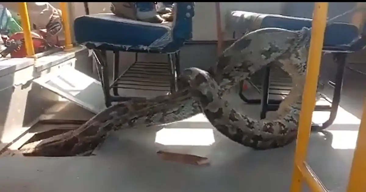Viral Snake Video,Viral Snake Video: பள்ளிவாகனத்தில் பிடிபட்ட Python ...
