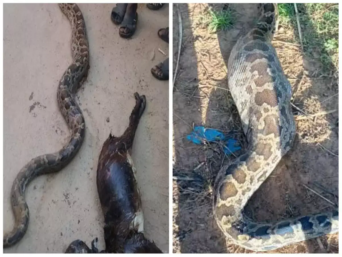 Anakapalle Python Swallows Goat,అనకాపల్లి: మేకను అమాంతం మింగేసిన ...