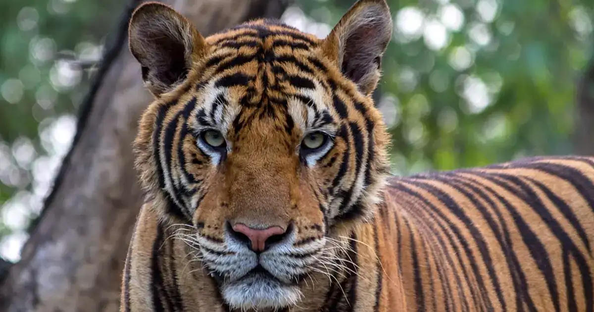 Wayanad Tiger Death,വയനാട്ടിൽ കടുവ കിണറ്റിനുള്ളിൽ ചത്ത നിലയിൽ, ജഡത്തിന് ...