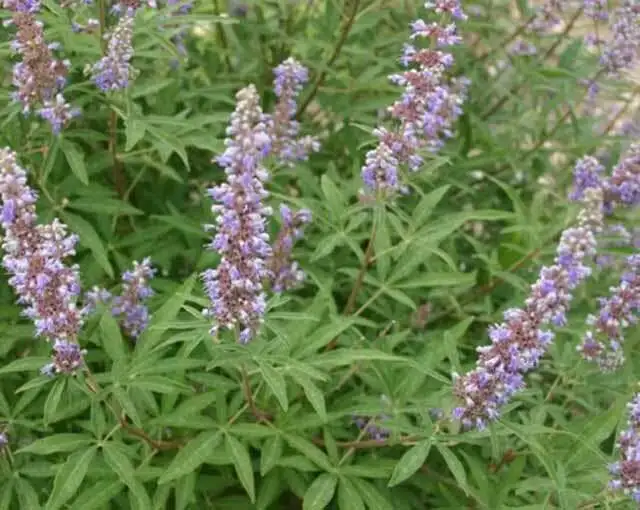 Uses Of Nochi,நொச்சி இலையும் தீரும் நோய்களும், முன்னோர் கண்ட வைத்தியம் ...