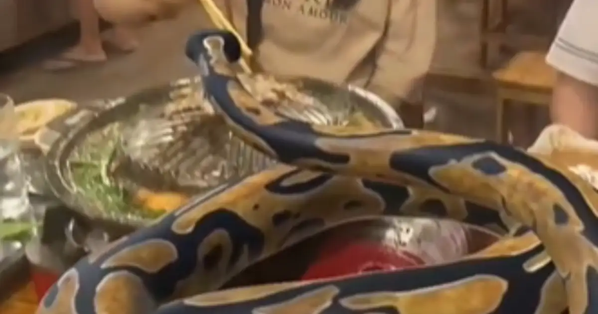 Snake Video,Viral video: மலைப்பாம்புடன் விருந்து சாப்பிடும் பெண்! கனவா ...