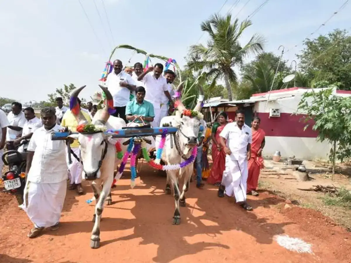 When Is Pongal,மாட்டு வண்டி ஓட்டி அசத்திய மாவட்ட ஆட்சியர்... திருச்சி ...