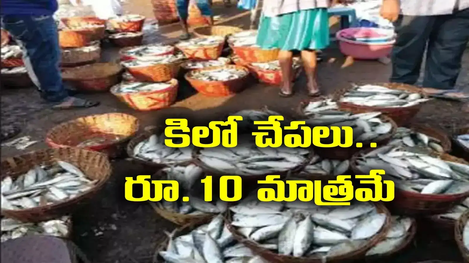 Fish Rate In Andhra Pradesh,రండి బాబూ రండి.. కిలో చేపలు రూ.10లకే ...