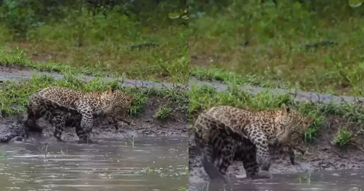 Leopard Instagram Viral Clip,तेंदुए ने कर दी बेवकूफों वाली हरकत, अपनी ...