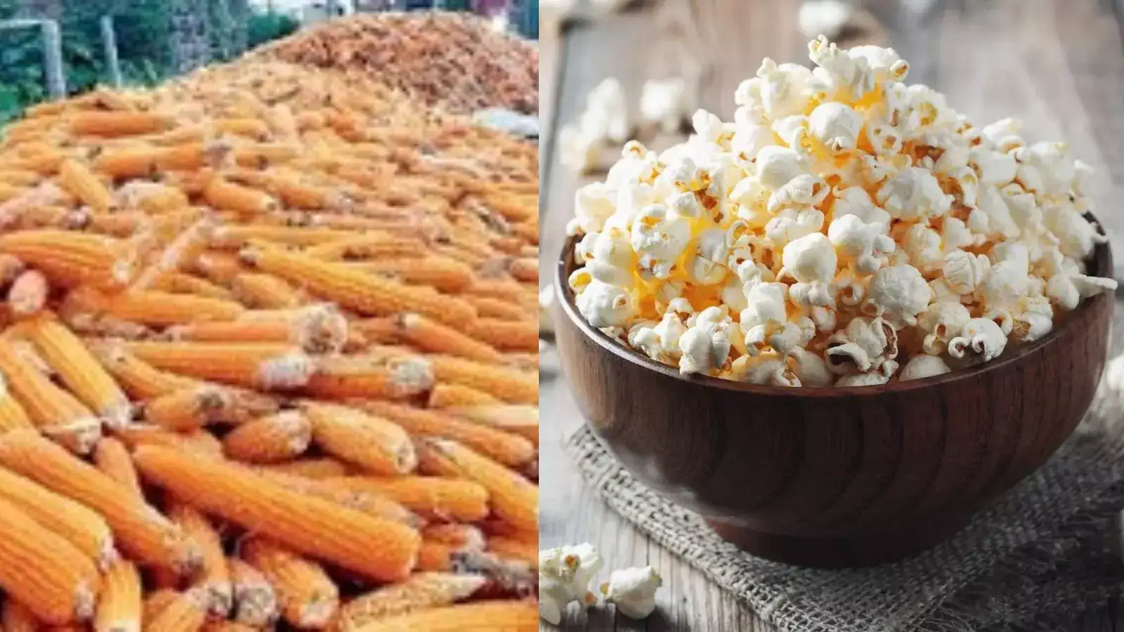 ದಾವಣಗೆರೆಯ ಸಂತೆಬೆನ್ನೂರು ಹೋಬಳಿಯಲ್ಲಿ ಜೋಳ ಬೆಳೆ,ಉತ್ತಮ ಇಳುವರಿ ಬಂದರೂ ಕೈಕೊಟ್ಟ ಮಾರುಕಟ್ಟೆ: ಪಾಪ್‌ಕಾರ್ನ್ ...