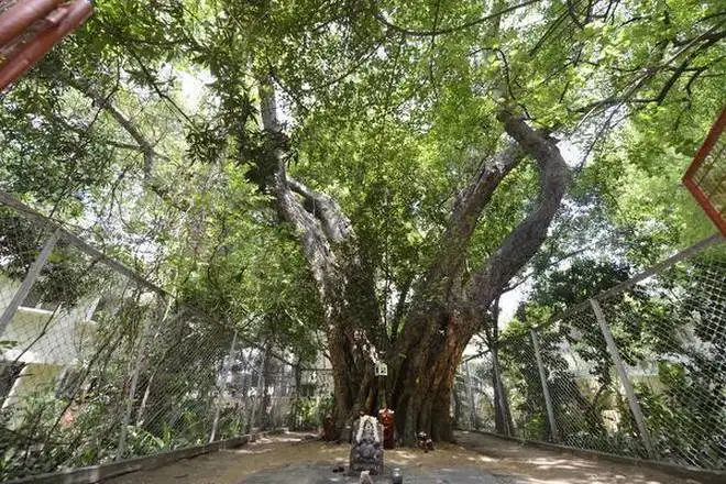 Significence Of Peepal Tree,ఈ జంట వృక్షాలను పూజిస్తే దాంపత్య దోషాలు ...