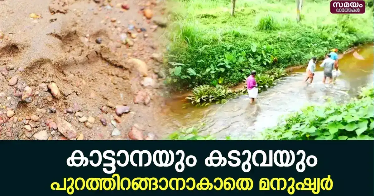 Tiger In Kannur Ulikal,കാട്ടാനയ്ക്കു പുറമേ കടുവയും, കണ്ണൂരിലെ മലയോര ജനത ...
