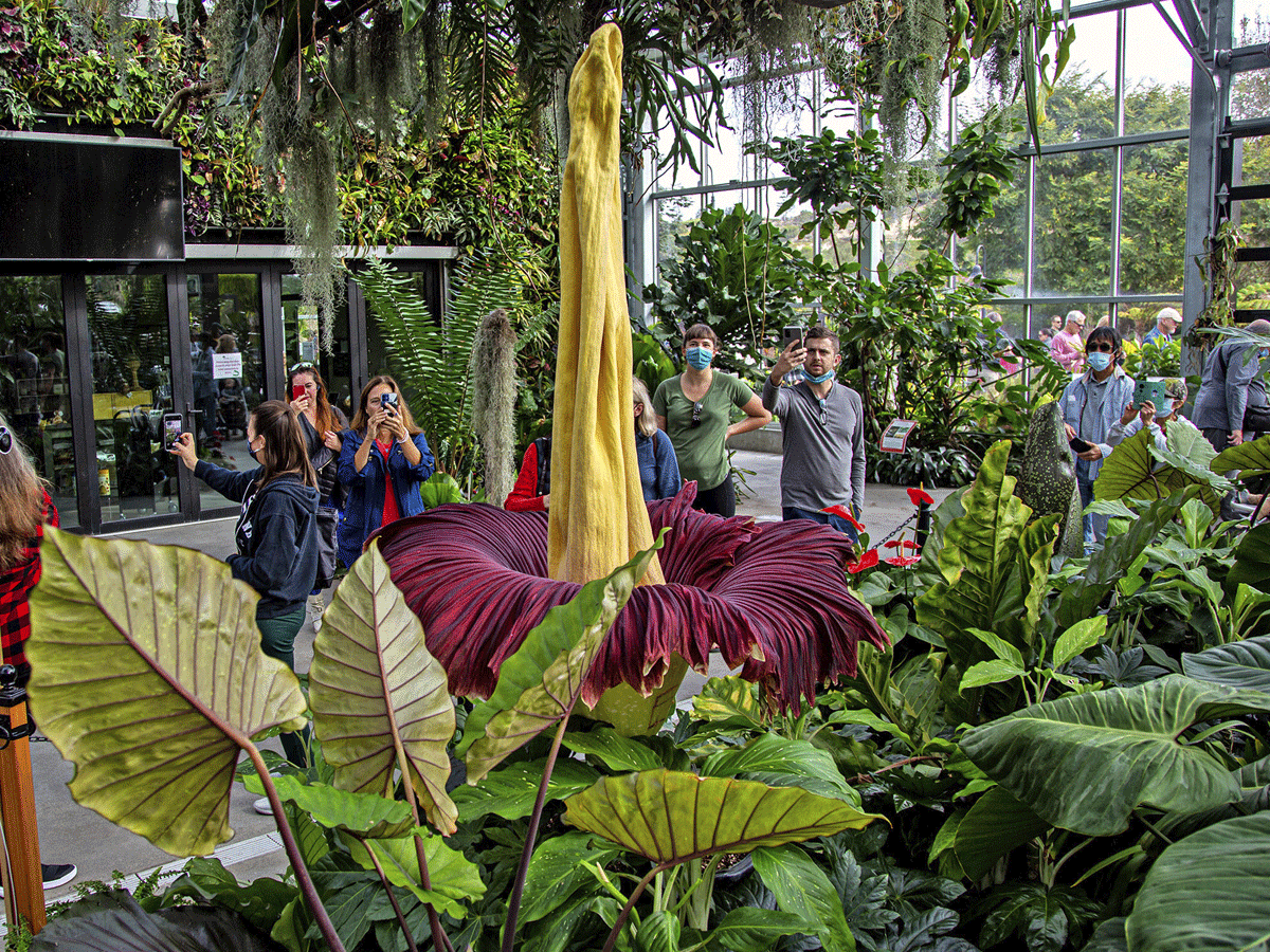 Corpse Plant Bloom: Giant Corpse Plant Draws Crowds In Southern ...