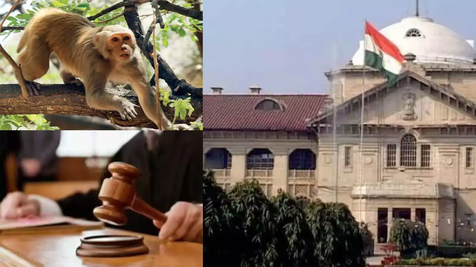 Ghaziabad Monkey High Court Petition,इलाहाबाद हाई कोर्ट ने यूपी सरकार ...