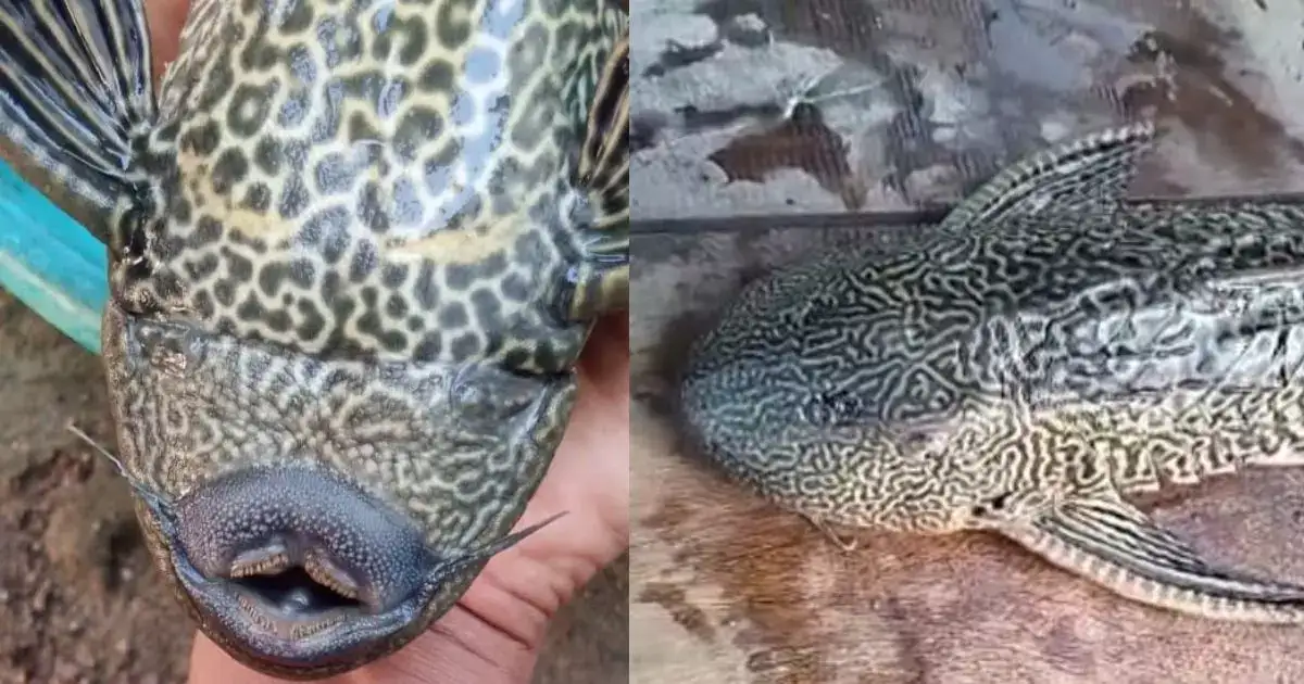 Sakar Mouth Catfish: छत्तीसगढ़ में मिली चार आंखों की दुर्लभ मछली, जानें ...