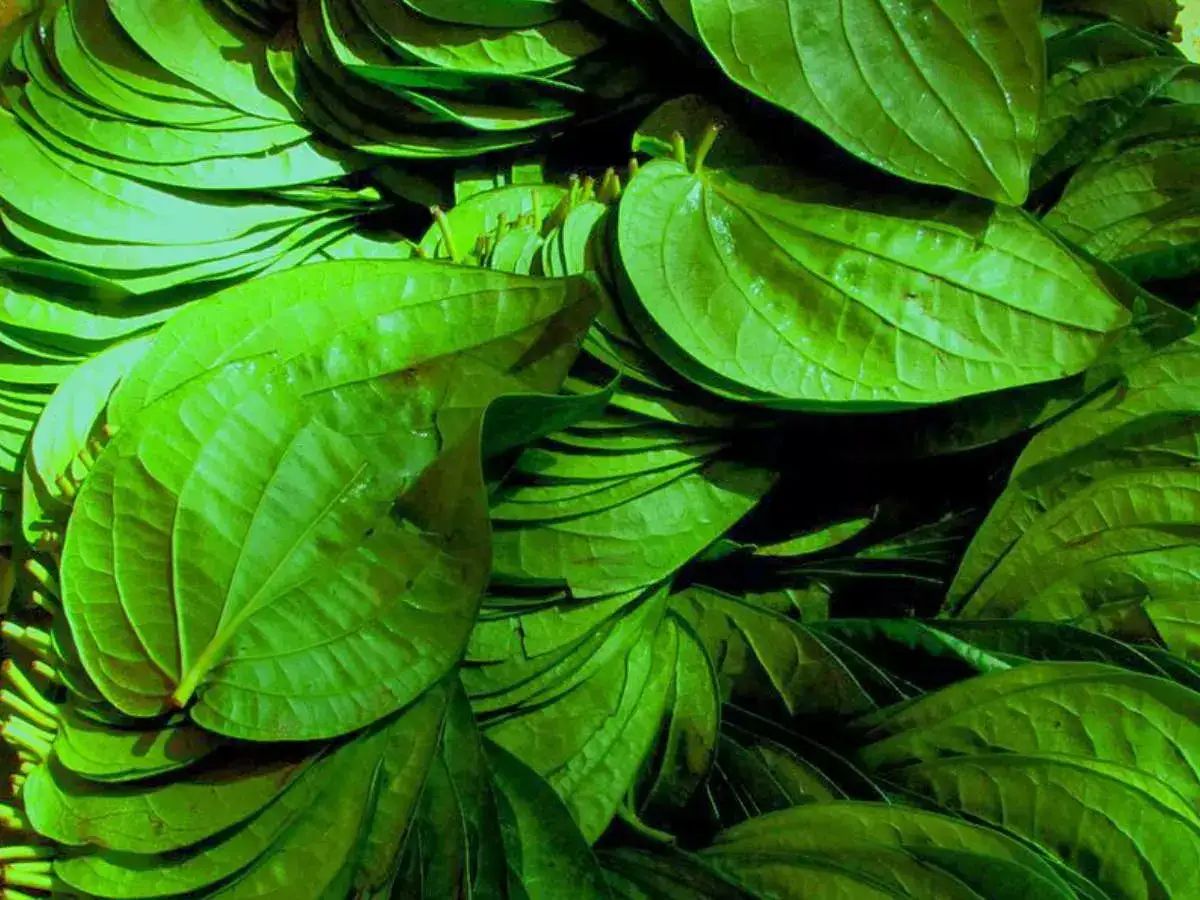 Betel Leaves Face Packs For Acne, മാറാത്ത മുഖക്കുരുവും മാറ്റാന് ...