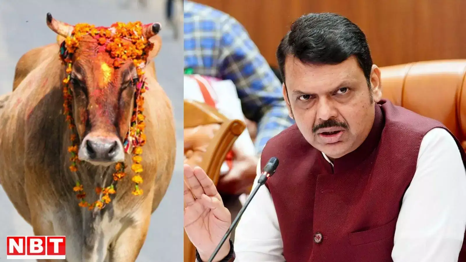 गोहत्या पर बोले फडणवीस,गौ हत्यारों पर लगेगा मकोका...सीएम फडणवीस ने विधानसभा में क्या कुछ कहा जान ...