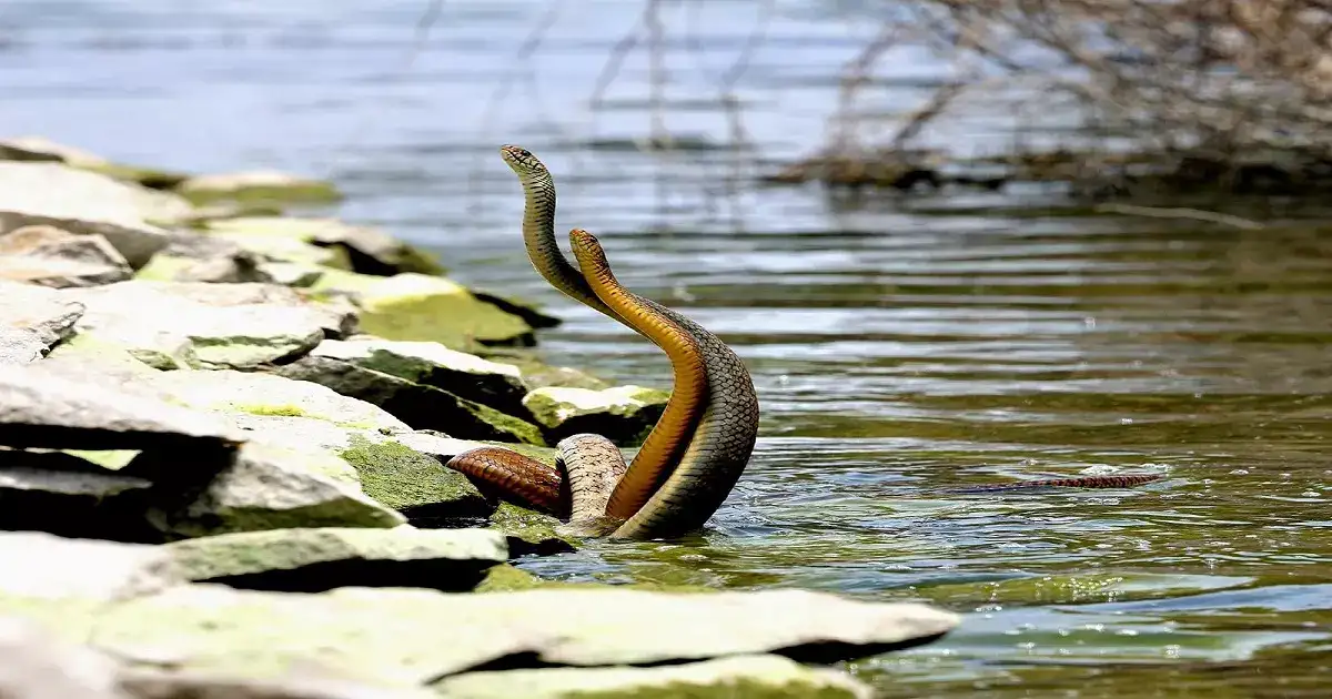 Vattamalalai Karai Odai,வட்டமலைக்கரை ஓடையால் நிகழ்ந்த சுற்றுச்சூழல் ...