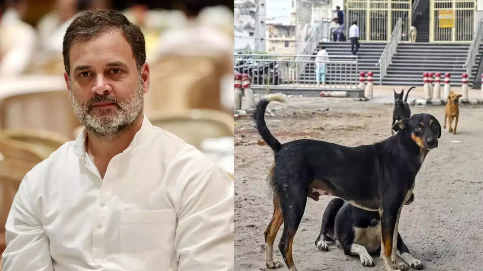 Rahul Gandhi On Stray Dog,ये बेजुबान समस्या नहीं हैं... सुप्रीम कोर्ट ...
