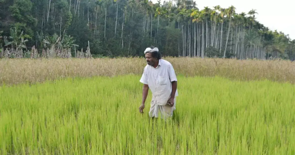 Cheruvayal K Raman,താമസം വൈക്കോല്‍ മേഞ്ഞ വീട്ടിൽ; പദ്മശ്രീ തിളക്കത്തില് ...