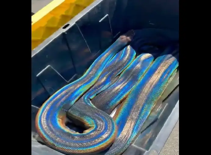 Rainbow Reticulated Python,Viral Video : ಕಾಮನಬಿಲ್ಲಿನ ಬಣ್ಣದ ಹೆಬ್ಬಾವು ...