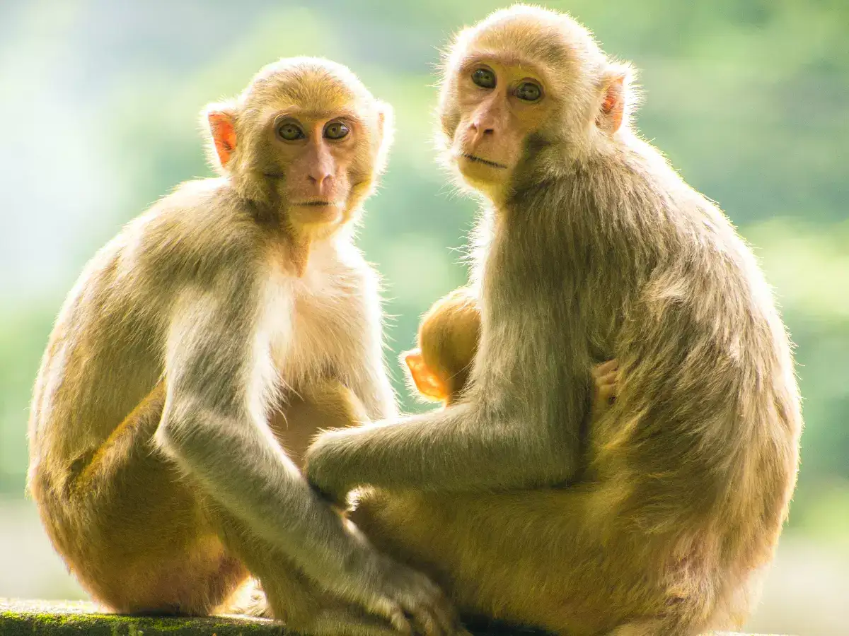 Monkeys In Dream,Monkeys Dream: ಕನಸಿನಲ್ಲಿ ಕೋತಿಗಳನ್ನು ನೋಡುವುದು ಹನುಮಂತನ ಆಶೀರ್ವಾದವೇ..? - dream ...