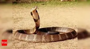 King Cobra Breeding,சென்னை: இராஜநாகங்களுக்கு இனப்பெருக்க மையம் அமைப்பு ...