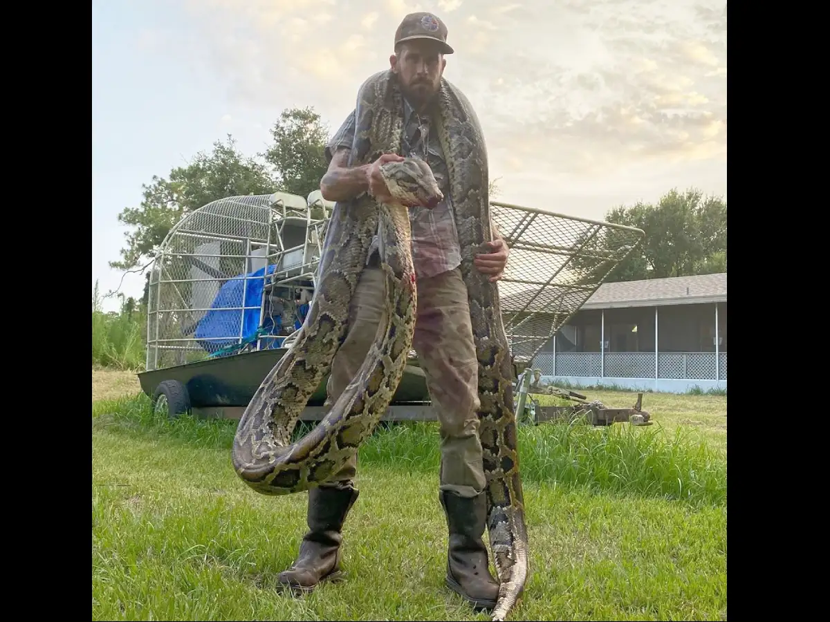 17 Foot Python Florida,17 അടി നീളമുള്ള പെരുമ്പാമ്പിനെ പിടിച്ച് അമേരിക്ക ...