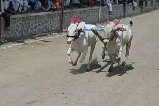 Bailgadi Race