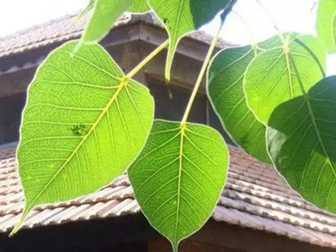 Peepal Tree Worship Benefits,யார் யார் எந்த நாளில், எந்த நேரத்தில் அரச ...