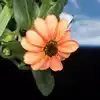 First Flower Grown In Space