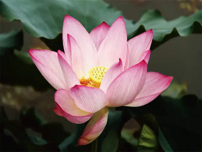 lotus flower health benefits for skin hair and body : உச்சி முதல் பாதம் ...