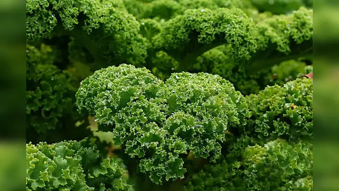 Kale Health Benefits: ఈ ఆకుకూర తింటే.. ఇమ్యూనిటీ పెరగడమే కాదు, గుండెకూ ...