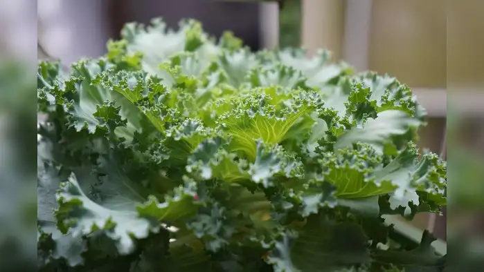 Kale Health Benefits: ఈ ఆకుకూర తింటే.. ఇమ్యూనిటీ పెరగడమే కాదు, గుండెకూ ...