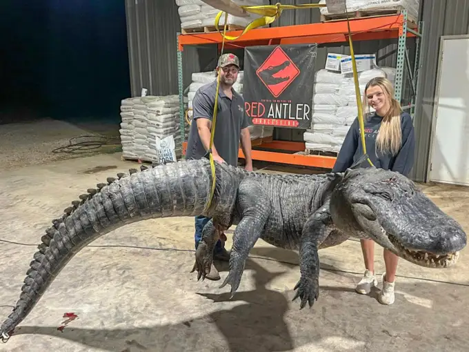 एलीगेटर और क्रोकोडाइल में क्या अंतर होता है?