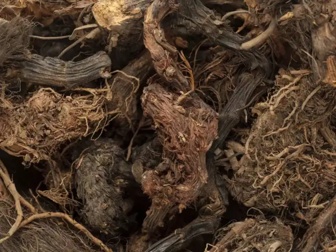 How To Prepare Kodiveli Thialam For Kozhuppu Katti : கொழுப்பு கட்டி ...
