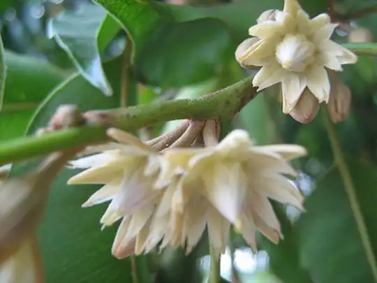 Shenbagam Flower In Tamil | Best Flower Site