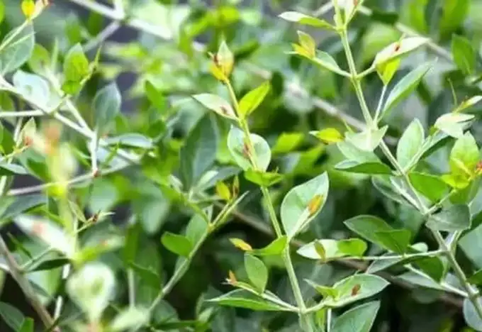 Setru Punnukku Marunthu,சேற்றுப் புண் : மழைக்காலம் வந்தாச்சு சேற்றுப் ...