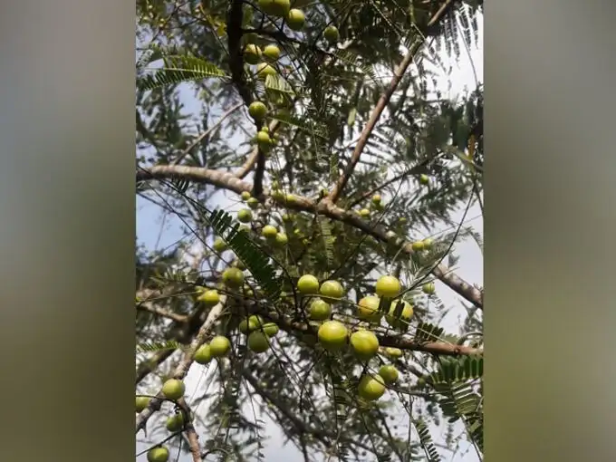 Lasoda,सैकड़ों बीमारियों को दूर करने वाली जड़ी बूटी है लसोड़ा, सेहत के ...