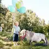 meet the smallest horse in the world bombel his height will surprise you