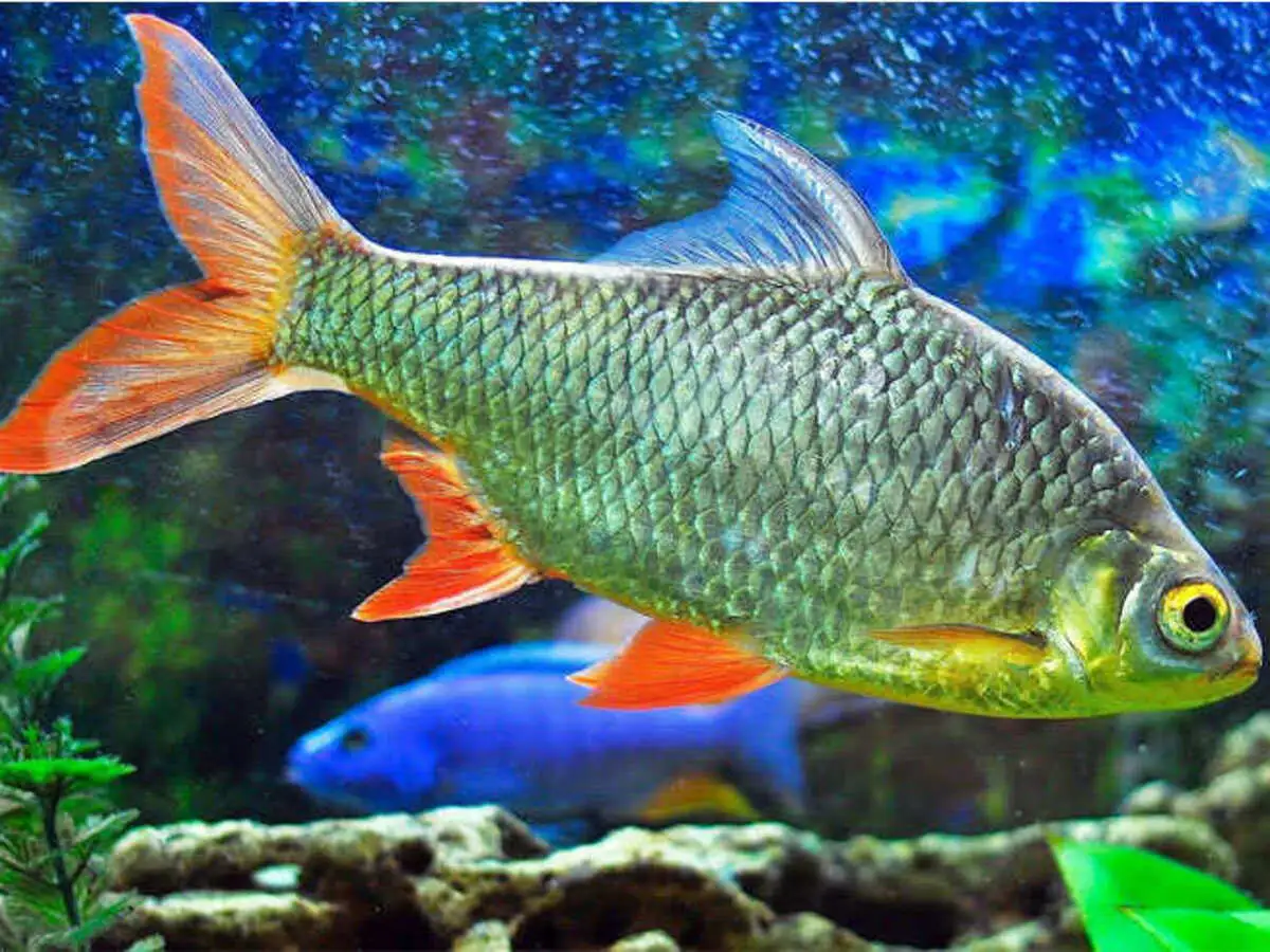 Top 108+ Machli cartoon dikhaye - Tariquerahman.net