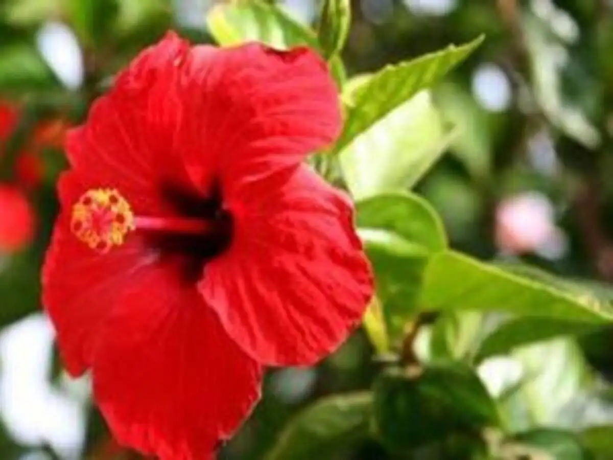 Gudhal Flower Meaning In Hindi | Best Flower Site