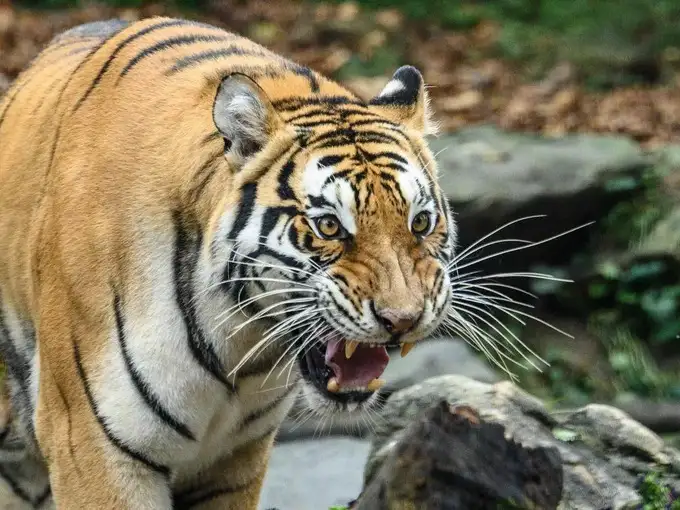 Man Eater Tiger Of India: The Champawat Tigress, Bengal Tigers Of ...