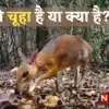 mouse deer