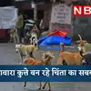 stray dogs attack news