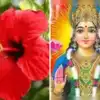 gudhal ke phool ke upay astro tips for hibiscus flower