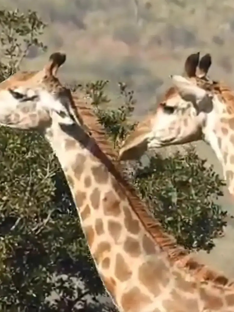 Giraffe Ka Video | Giraffe Eating Bones: सांप चबाने वाले हिरण के बाद ...