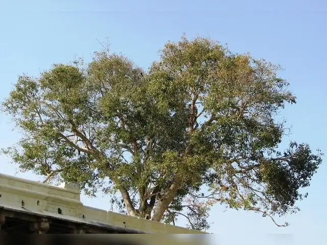 पेड़ो के पत्ते का महत्व, pedo ke patte ka mahatva